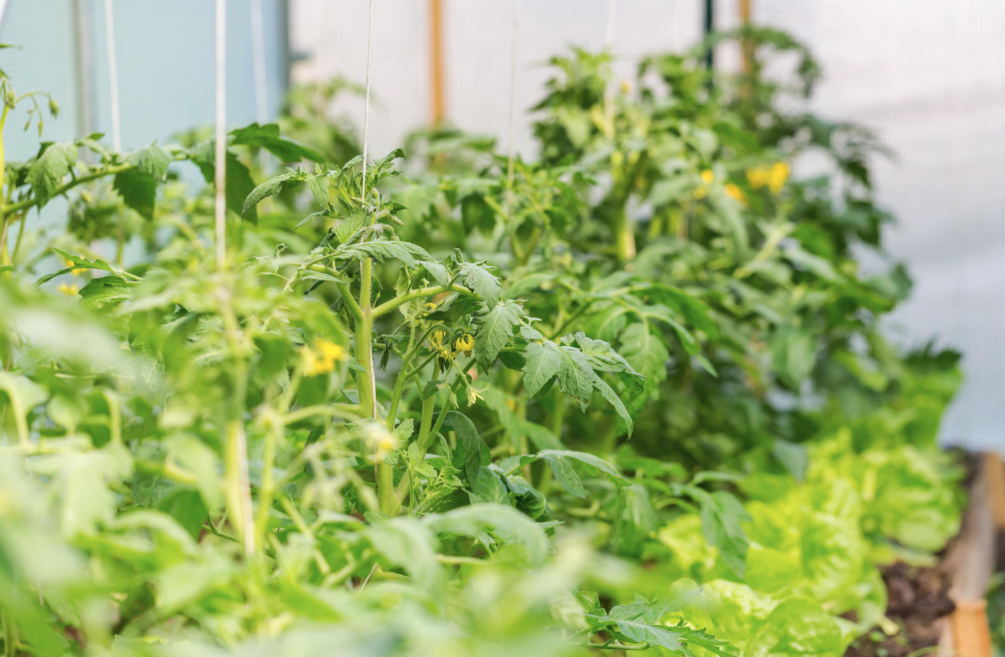 Only Organics - Preserve Life | Preserve Life