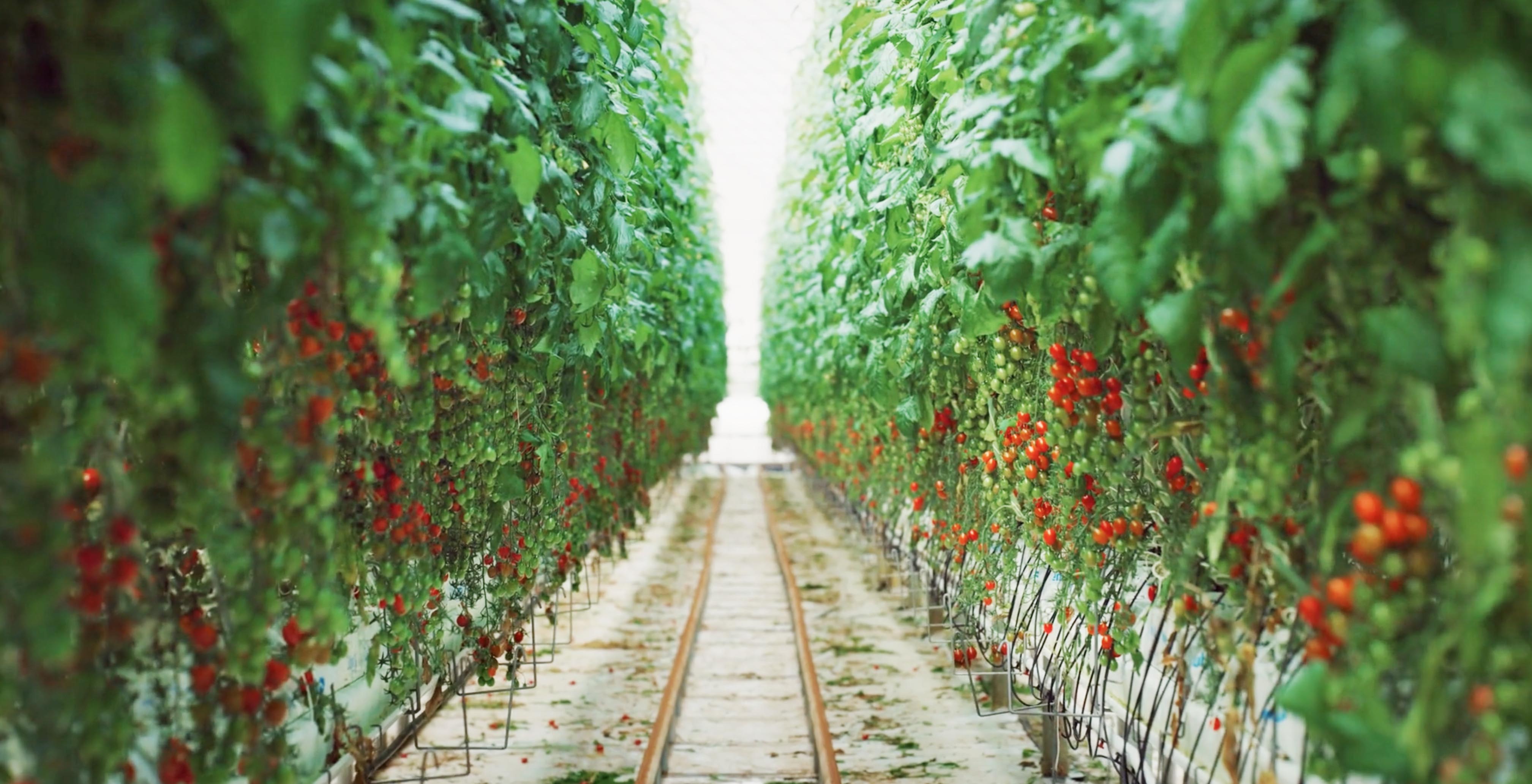 Only Organics - Preserve Life | Preserve Life