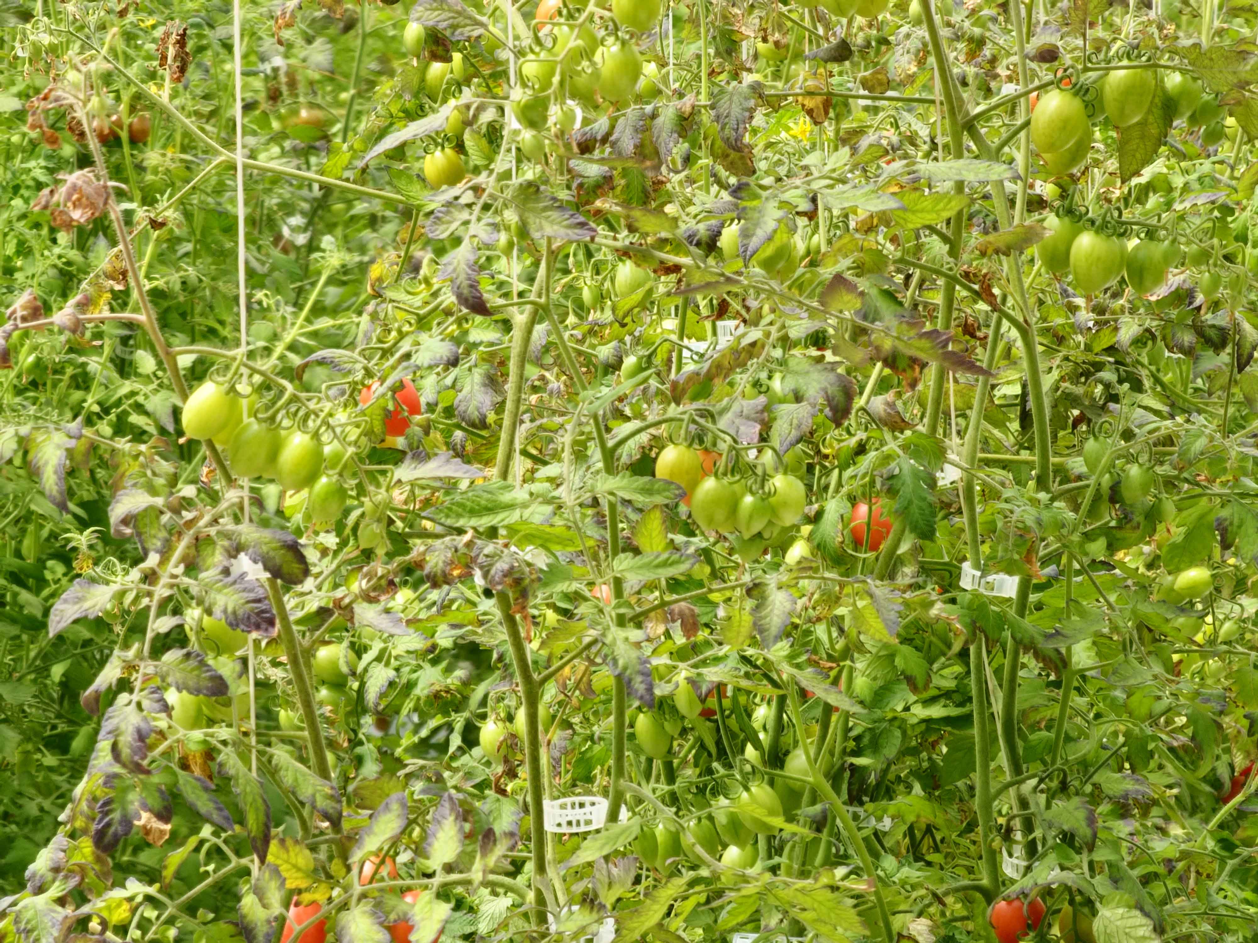 Only Organics - Preserve Life | Preserve Life